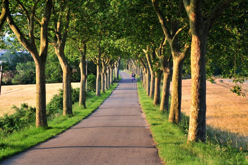 Country lane stock photo. Image of peaceful, summer, rural - 22156080