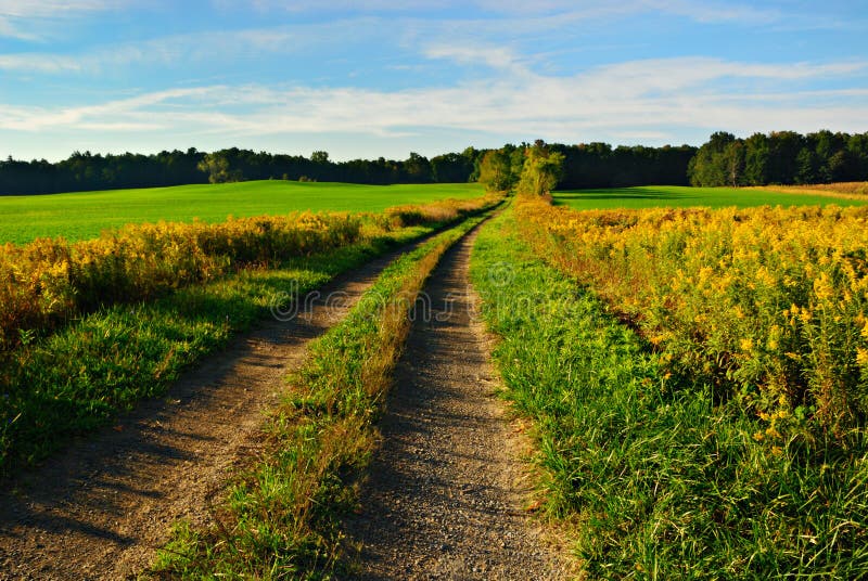 Country Lane stock image. Image of morning, dirt, country - 3352249