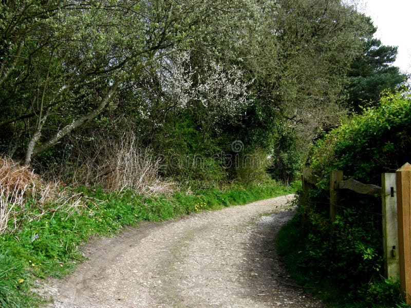 Country Lane in Spring Time Stock Image - Image of morning, forest ...
