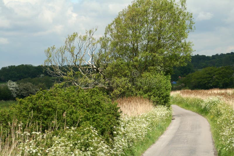 Country Lane stock image. Image of country, narrow, lane - 824677