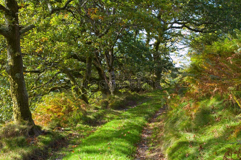 Country lane stock image. Image of drovers, lane, welsh - 46598017