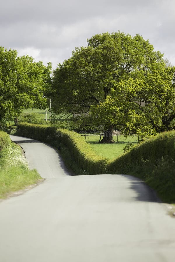 Country lane stock image. Image of road, late, tree, lane - 54128657