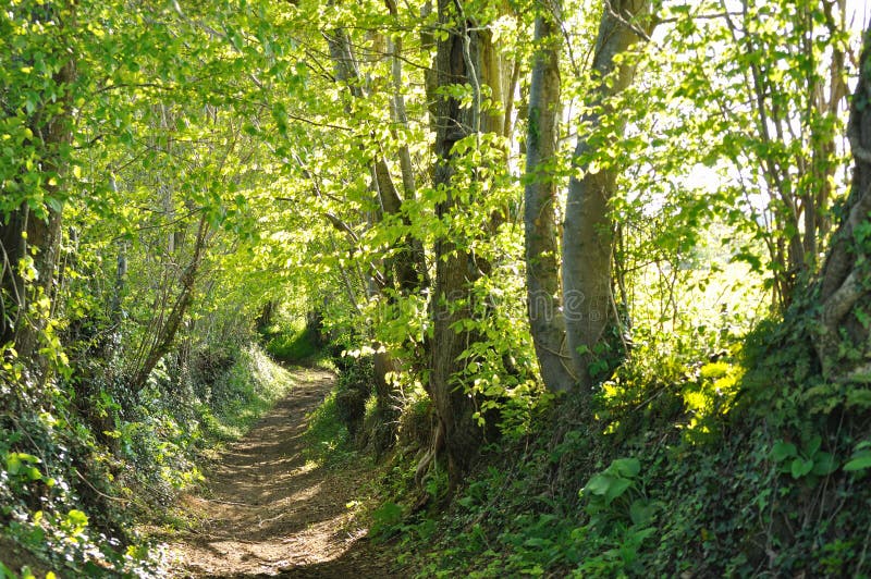 A country lane in Normandy stock photo. Image of calm - 25243300