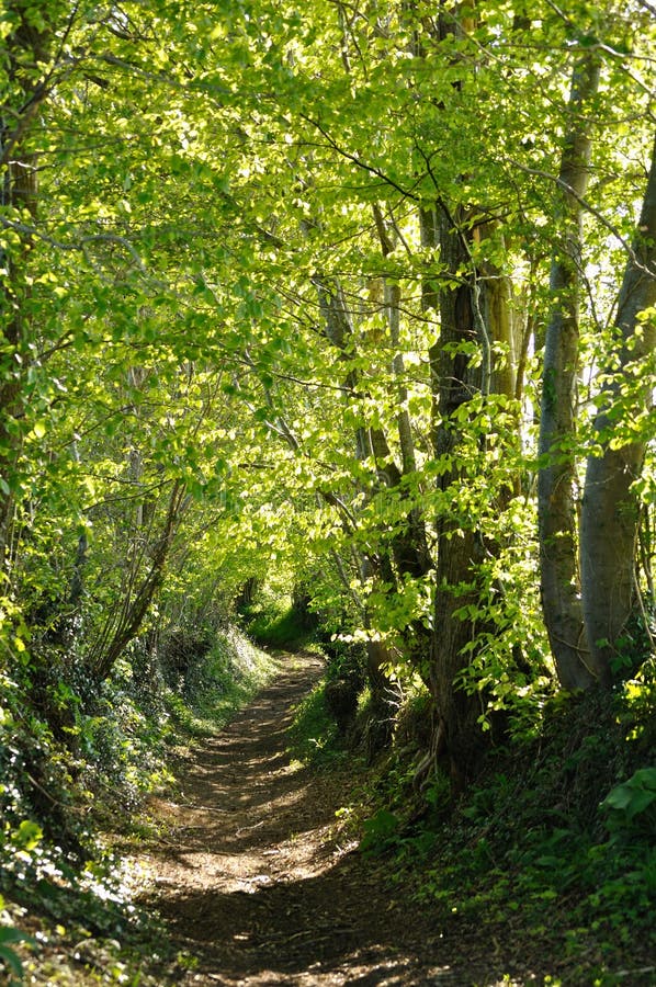 A country lane in Normandy stock image. Image of track - 25364267