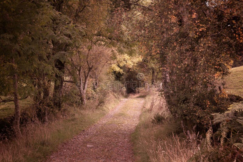 Country lane stock photo. Image of country, edit, autumn - 60858006