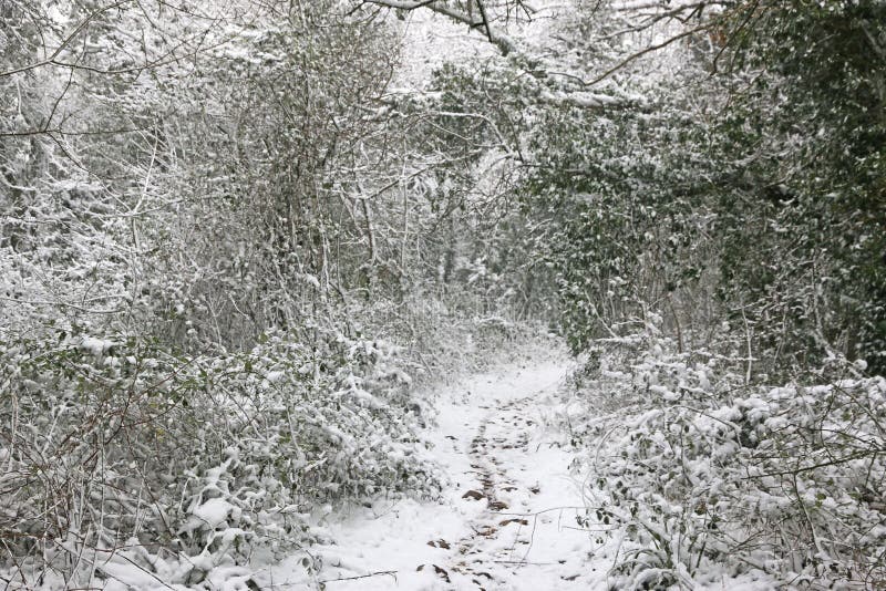 Country Lane in the Winter Snow, Devon Stock Photo - Image of field ...