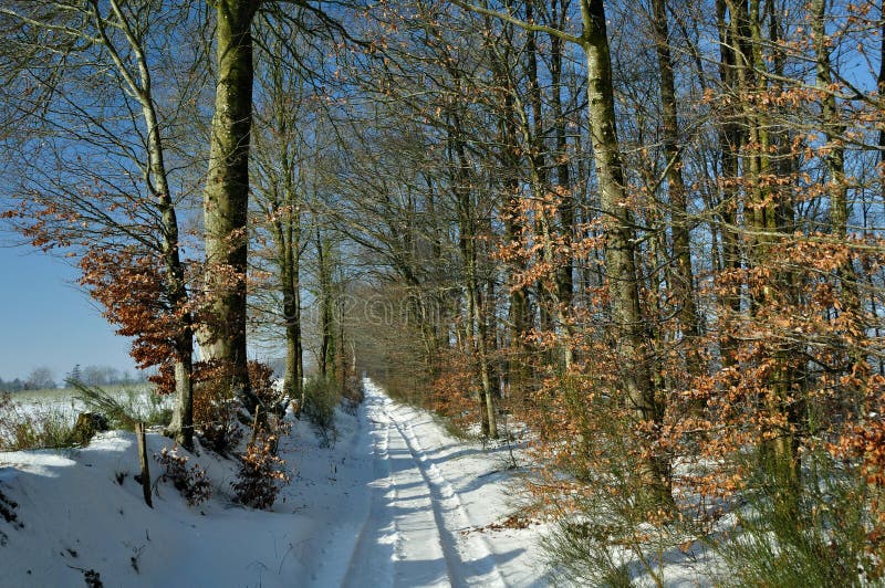 Country Lane through Woods in Winter Stock Image - Image of wintery ...