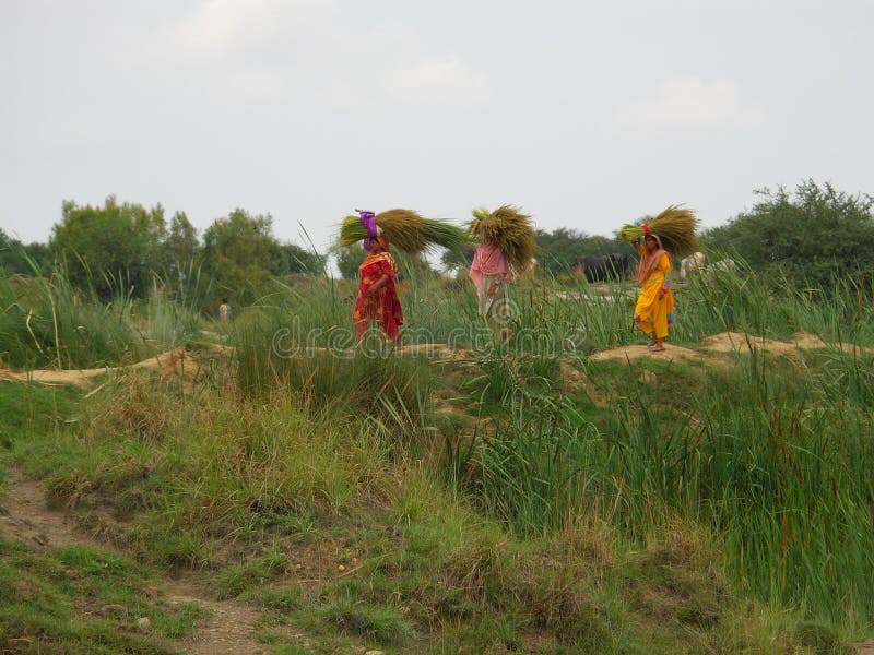 Country Life editorial stock image. Image of three, country - 56622264