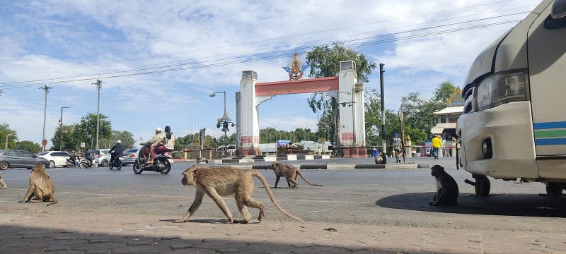 Country monkey in Thailand editorial stock image. Image of vacation ...