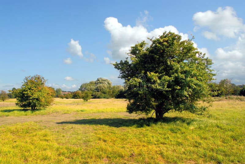 Country of Normandy stock image. Image of france, tree - 1197855