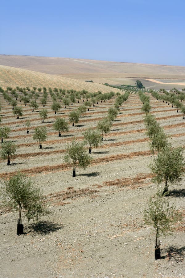 Ghana Fields - African Rural Landscape Stock Image - Image of line ...