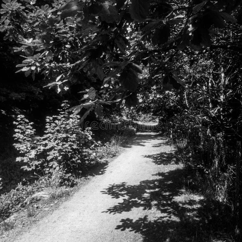 Country Park Path in Black and White Stock Image - Image of monochrome ...