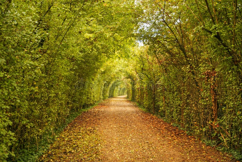A Country Path through the Autumnal Trees with Yellow Fallen Leaves ...