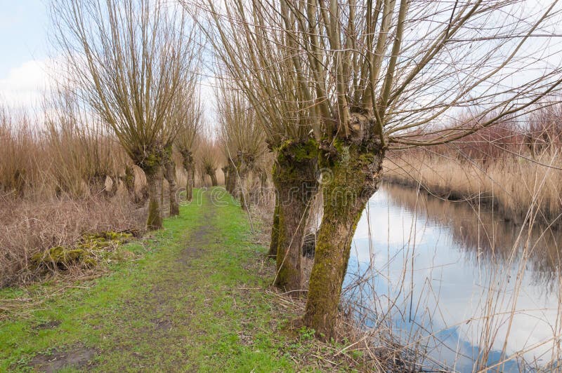 Country Path in a Rural Landscape with Pollard Willows at Both S Stock ...