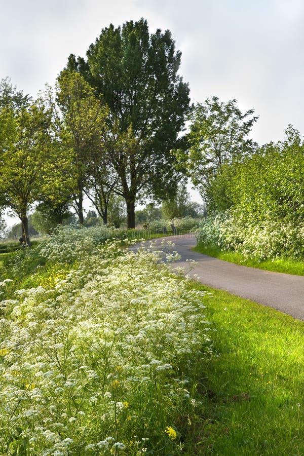 Blooming Cherry Trees on Clear Day with Blue Sky in Spring. Path with ...