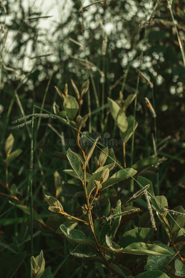 Country Plants in the Middle of the City Stock Image - Image of plant ...