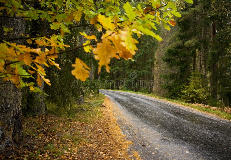 Country road stock photo. Image of road, leaves, branches - 11549838