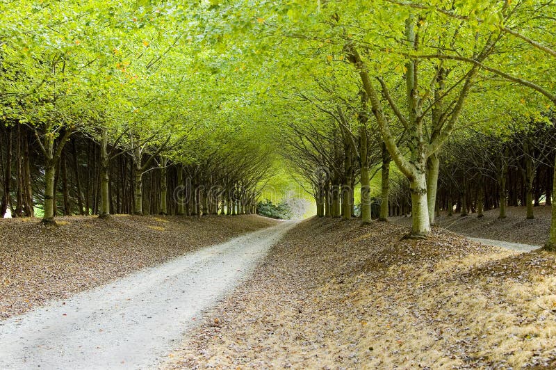Country road stock photo. Image of dirt, vehicle, drive - 274446