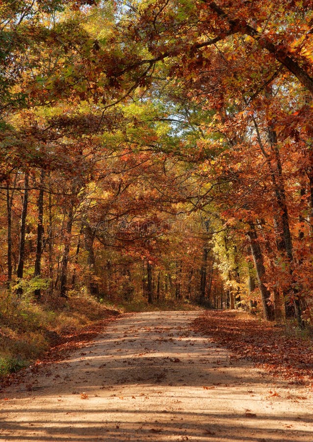 Country Road through Autumn Trees Stock Image - Image of countryside ...