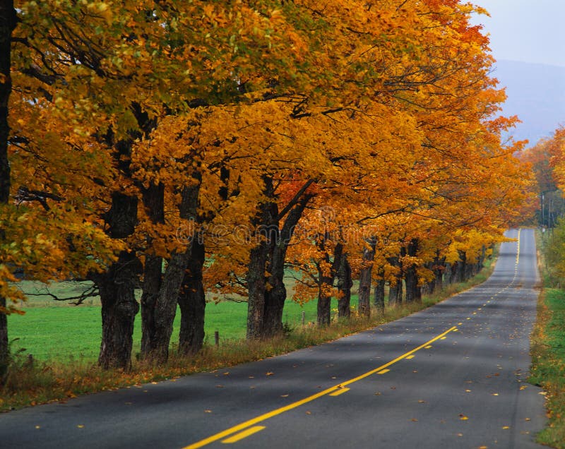 Country Road with Autumn Trees Stock Image - Image of foliage, lined ...
