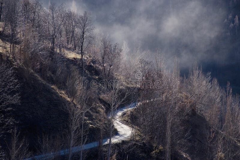 Country Road in a Burned Forest Stock Photo - Image of burnt, natural ...
