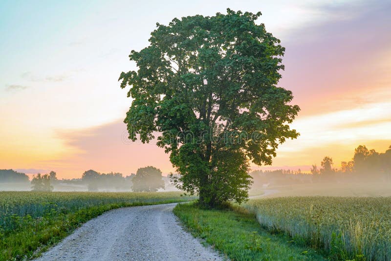 A Country Road through Cereal Fields at Sunrise Stock Photo - Image of ...