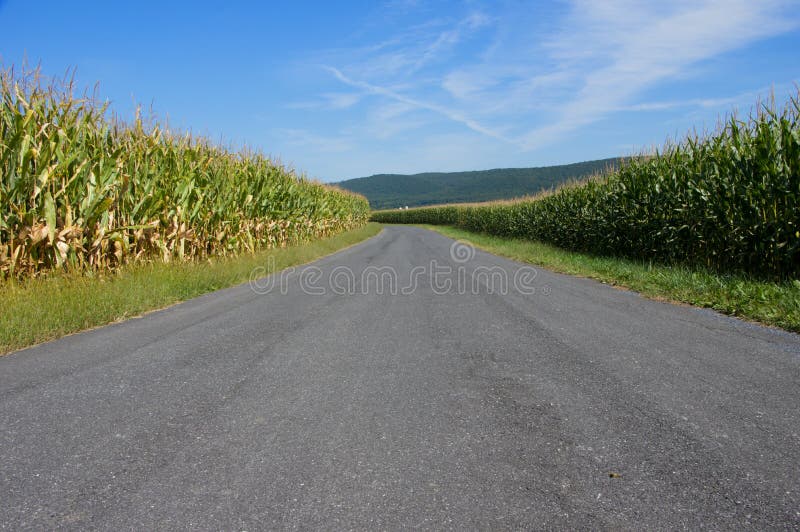 Road through cornfields stock photo. Image of isolated - 12067356