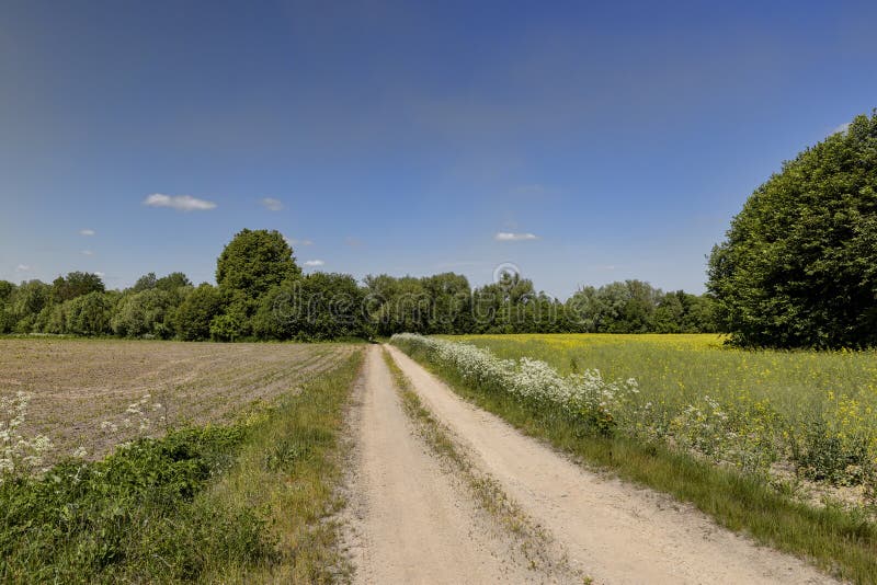 A Country Road in the Countryside through Fields with Plants Stock ...