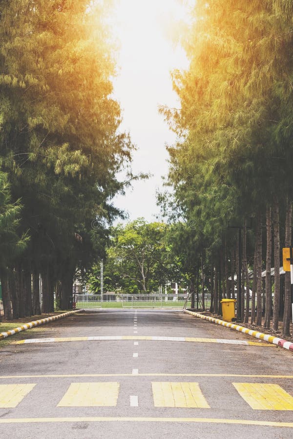 Country Road with Crosswalk Line through Pine Tree Valley Stock Image ...