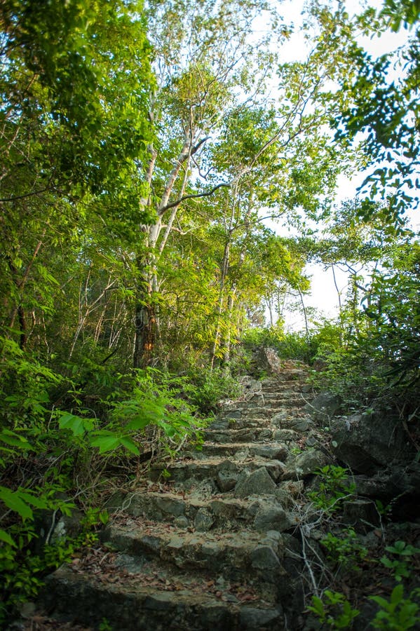 Road through Dense Temperate Rainforest in BC, Rainy and Foggy Stock ...