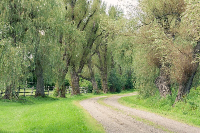 Tree Lined Old Dirt Road Stock Photos - Free & Royalty-Free Stock ...