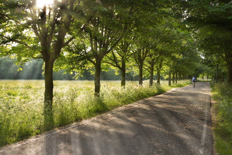 Country Road on Early Morning in Spring Stock Photo - Image of spring ...