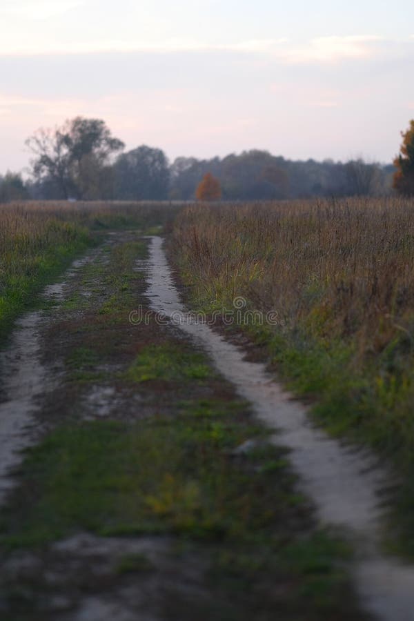 Country road at evening stock image. Image of foliage - 128860853