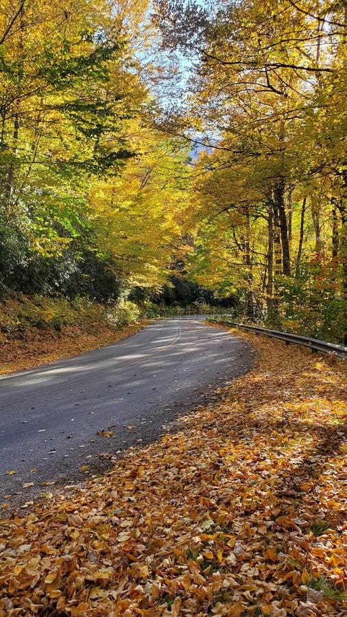 Country Road in the Fall with Leaves All Over Stock Image - Image of ...