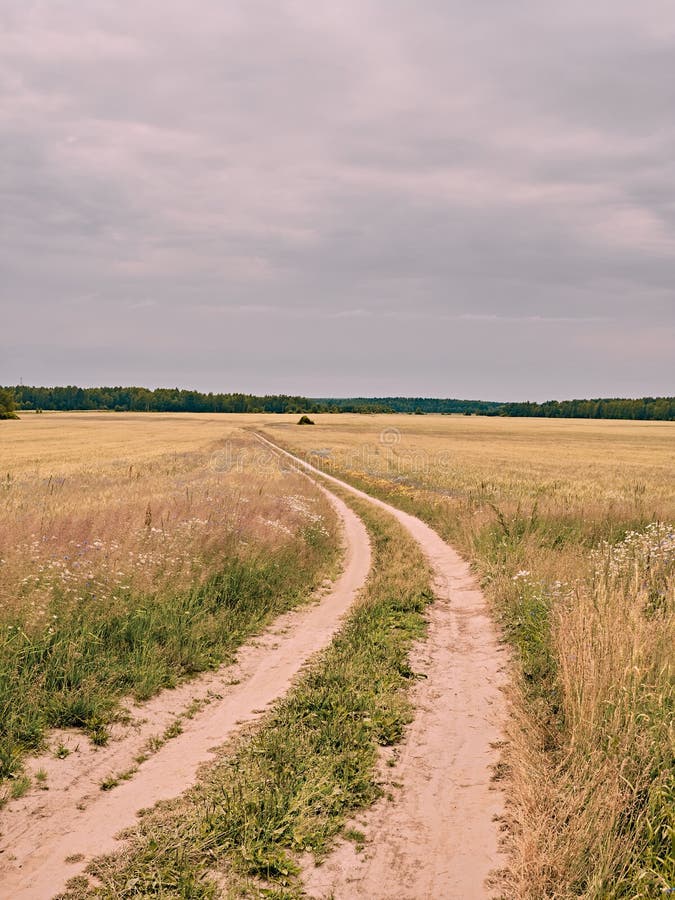 Country Road in the Field. Summer Stock Photo - Image of summer ...