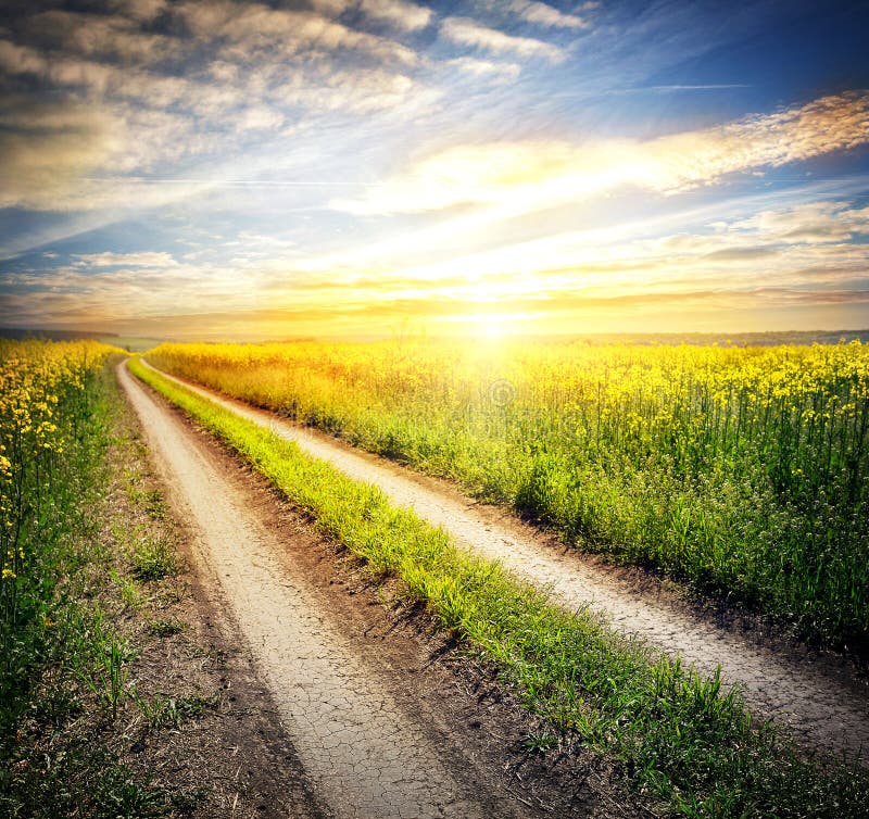 Country Road in a Field with Yellow Flowers Stock Image - Image of bush ...