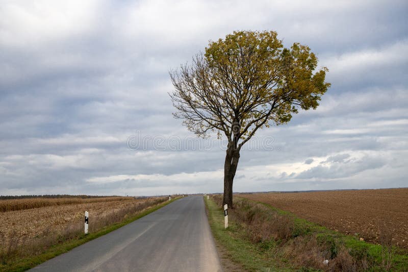 Country Road through Fields with a Tree on the Road Edge and Cloudy Sky ...