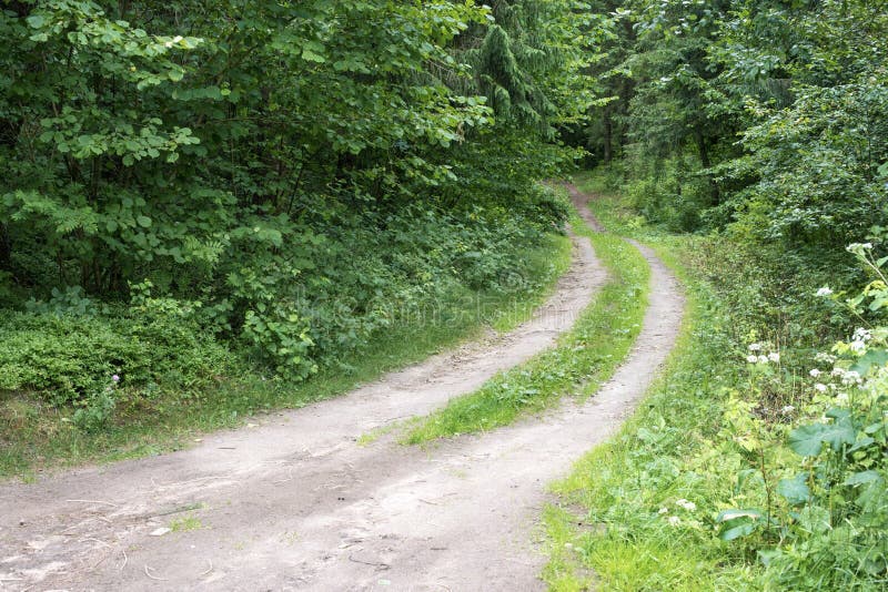 Country road in forest stock photo. Image of season, green - 89004218