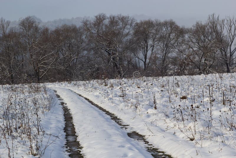 A Country Road through the Forest, a Wet Road with Snow Falling from ...