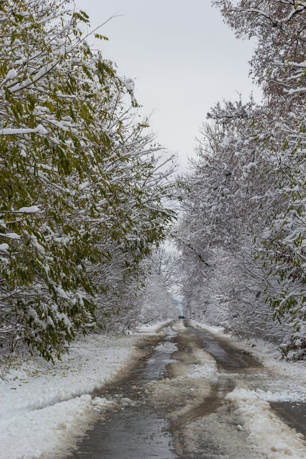A Country Road through the Forest, a Wet Road with Snow Falling from ...