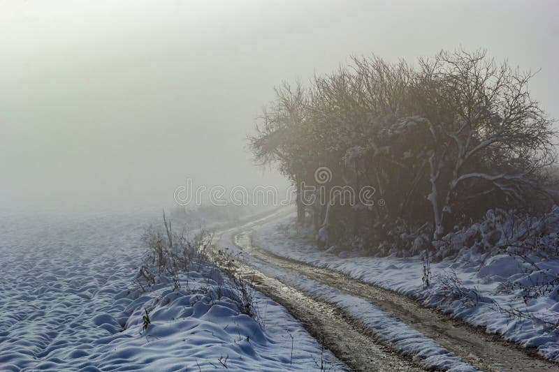 A Country Road through the Forest, a Wet Road with Snow Falling from ...