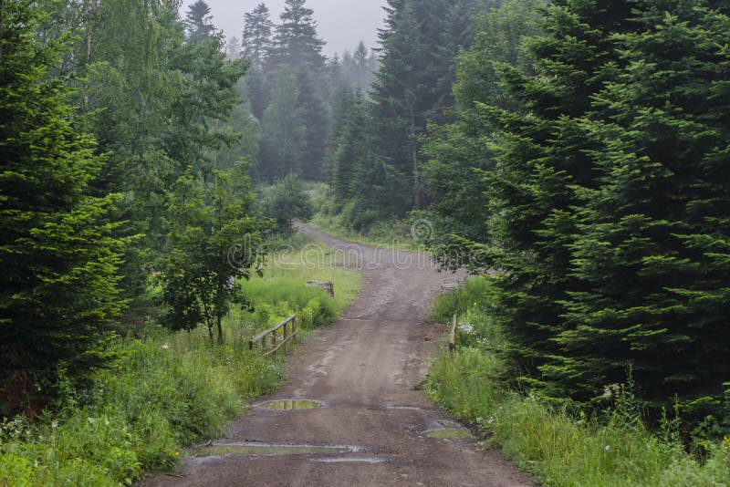 Country road in forest stock photo. Image of land, forest - 42689648