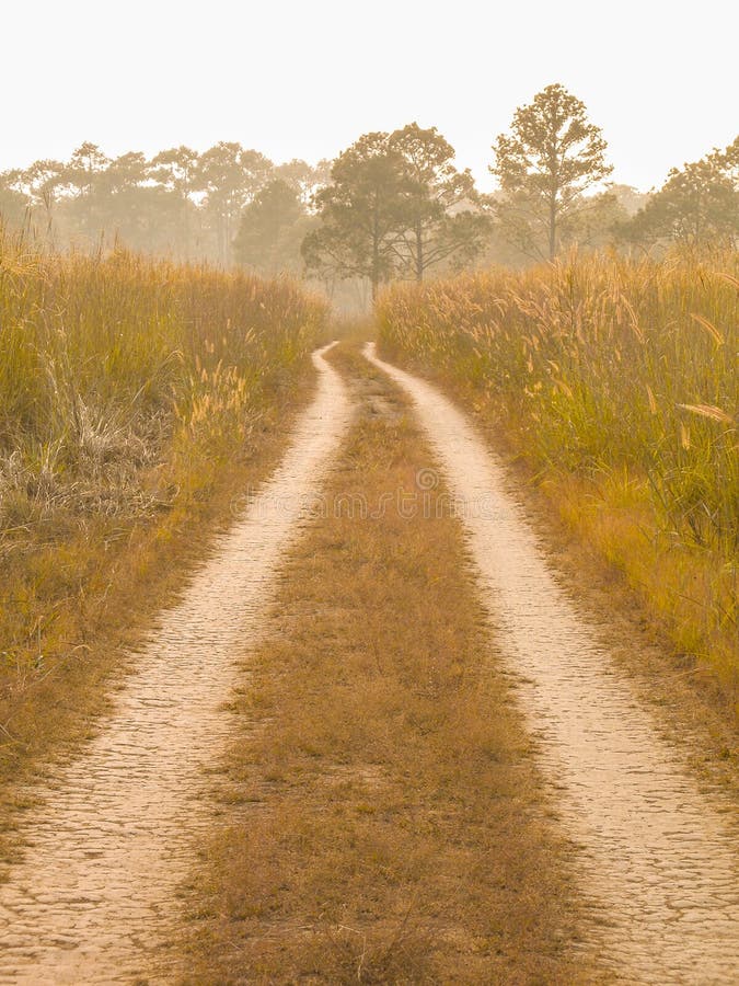 Country road stock image. Image of lush, forest, concepts - 40662233