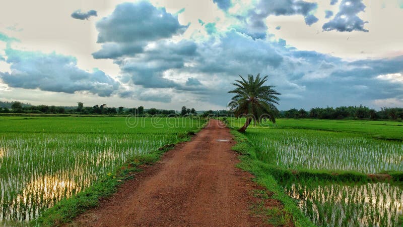 Country Road with Greenery Paddy Field and Clouds Stock Image - Image ...