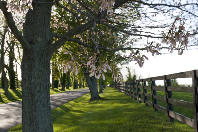 Country Road in Kentucky at Spring Stock Image - Image of lawn ...