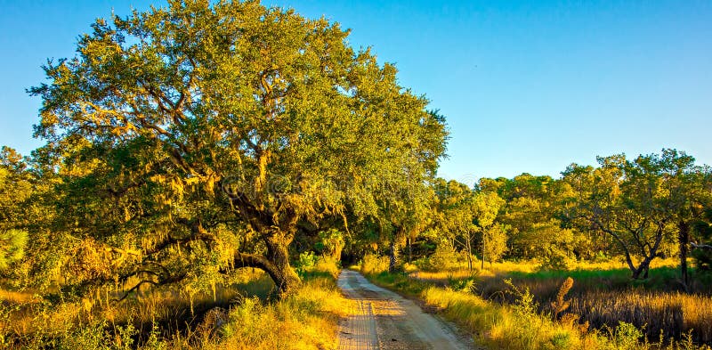 Country Road Lined with Oak Trees Stock Photo - Image of road, south ...