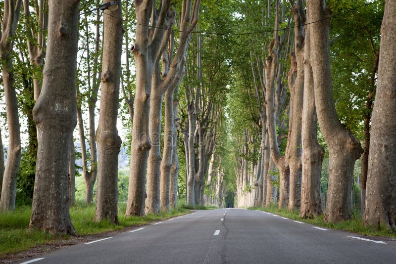 Trees lining straight road stock photo. Image of impressive - 2788020