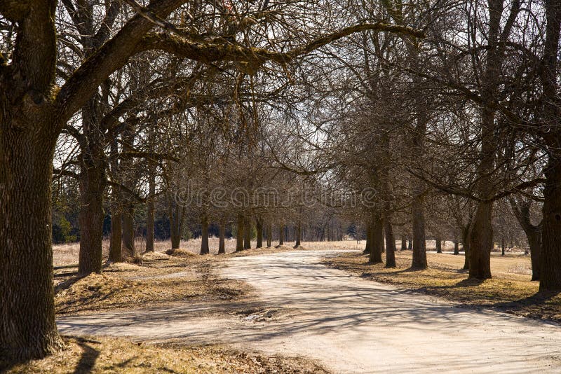 Country lane stock photo. Image of alley, spring, country - 30215286