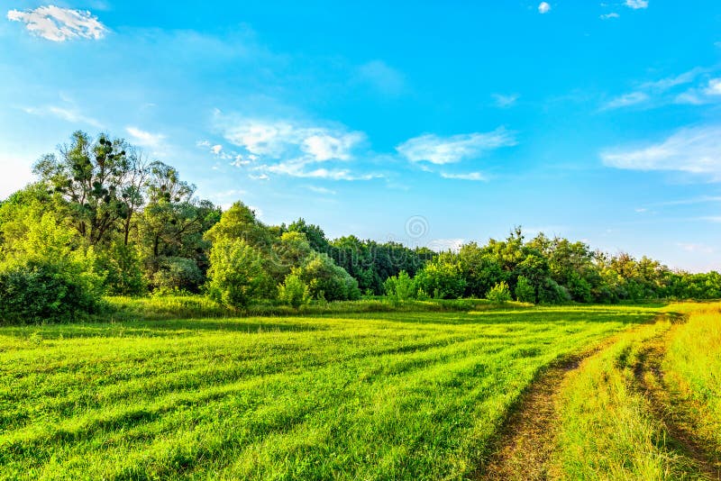 Country road on meadow stock image. Image of field, meadow - 151967073