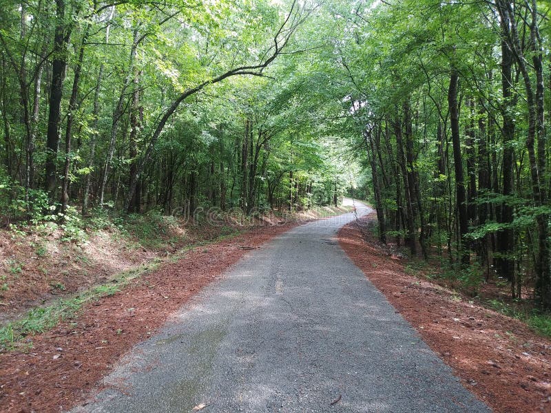Natural tree tunnel stock photo. Image of young, branches - 106226272